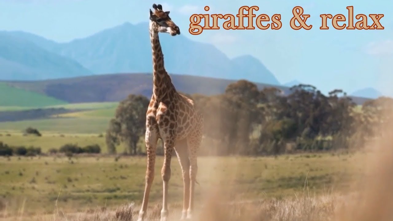 Giraffes and relax music - for maintaining a good mood, learning, rest ...