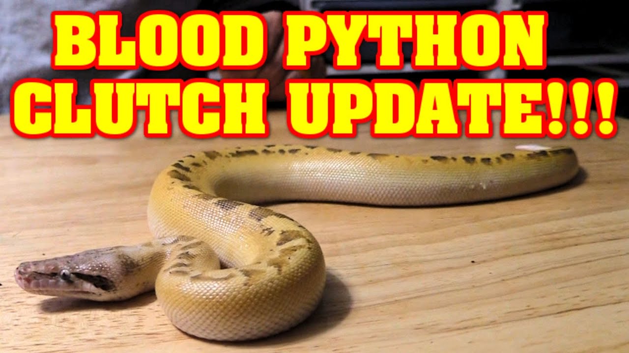 Curt updates the BLOOD PYTHONS!!! - YouTube