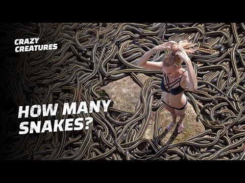 How many snakes in the world - YouTube