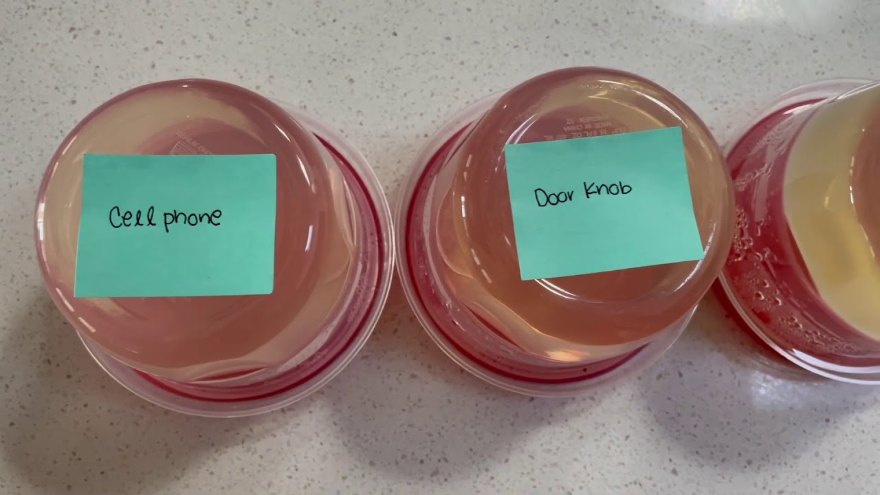 Grow bacteria and germs at home! - YouTube