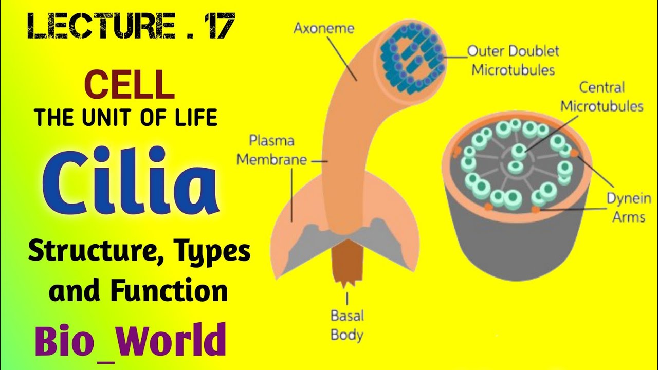 Cell: The Unit of Life - Cilia | Types of cilia | Structure and ...