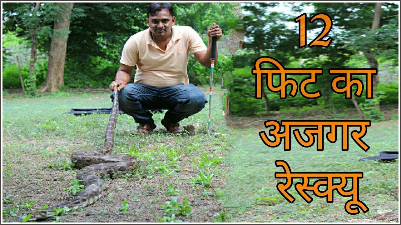12 फ़ीट का अजगर बचाव कार्य ! Indian Rock Python Rescue - YouTube