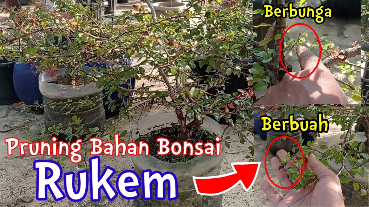 Bonsai Rukem Berbuah | Bonsai Rukem Pucuk Merah | Pruning Bonsai Rukem ...