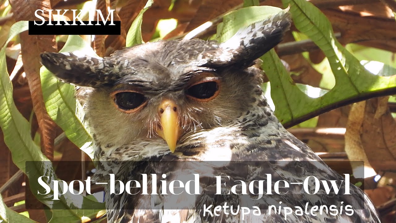"कोइरालो" Wild Owl vs. Domestic Cats: The Spot-Bellied Eagle-Owl's Hunting Territory! # ...