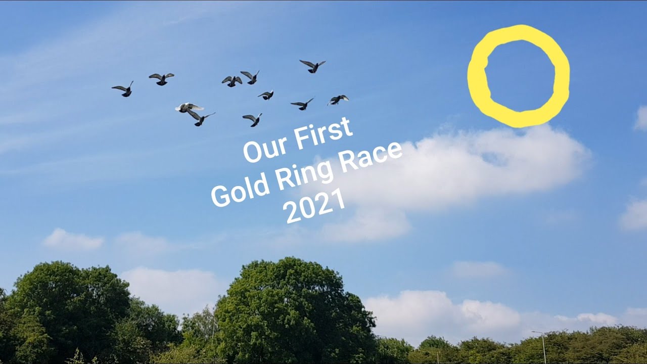 Our first Gold Ring Race - YouTube
