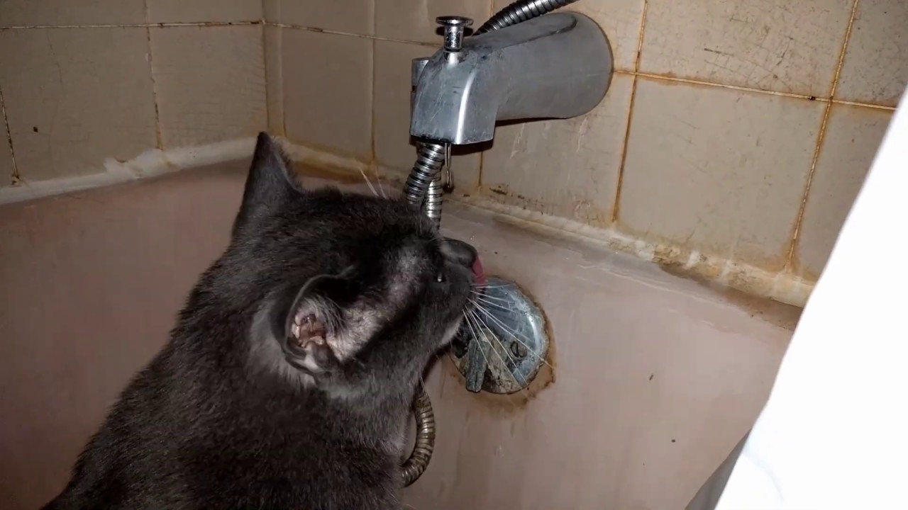 New Chumbawamba Band Member Thunder Goes Tubthumping - YouTube