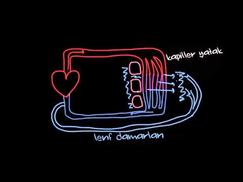 Neden Lenf Sistemine İhtiyacımız Var? (Endokrin Sistemi) (Sağlık Bilgisi ve Tıp)