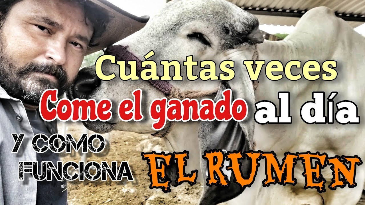 Cuántas veces come el ganado al día, porque come de noche, que es el ...