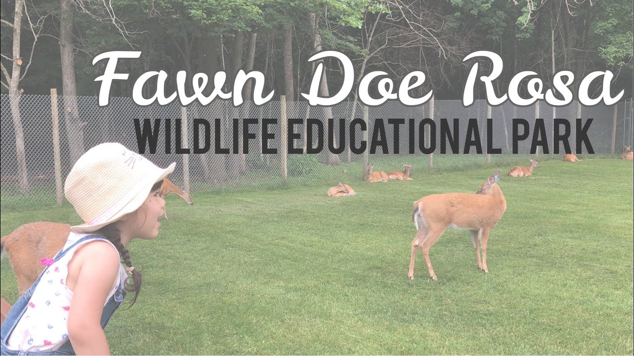 FAWN-DOE-ROSA DEER PARK WILDLIFE MN / WISCONSIN - YouTube