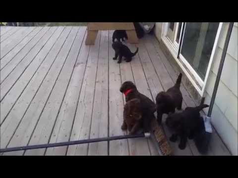 F1B Labradoodle Puppies - 4 weeks old - Dreamydoodles.com - YouTube