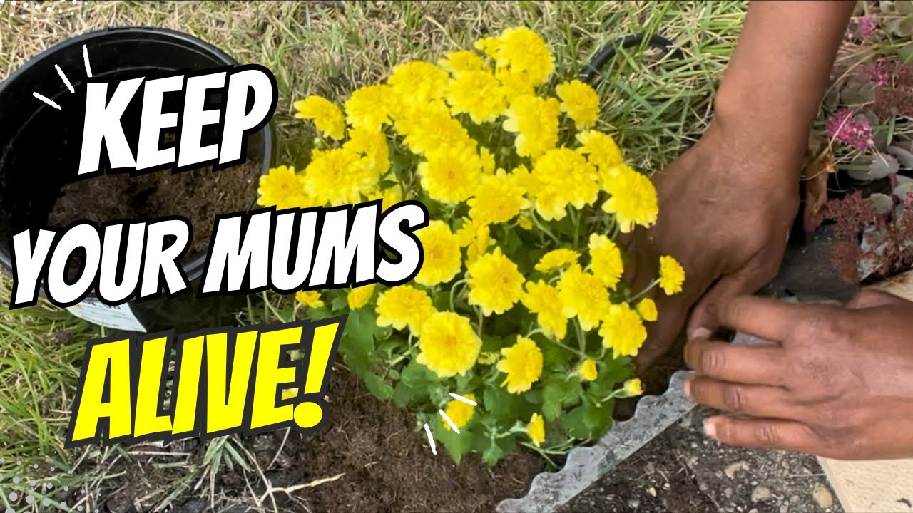 Beginners Guide: How to keep your Potted Mums from Dying! (2025) - YouTube