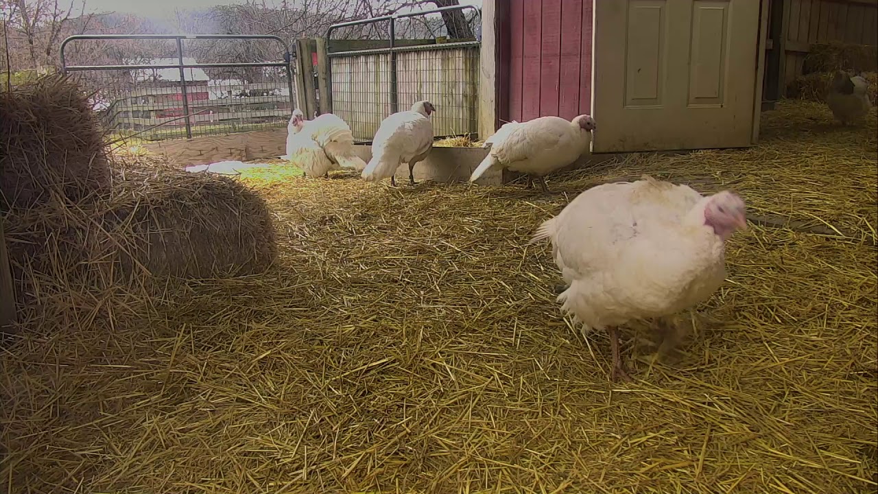 Turkey Barn Cam 02-24-2018 08:04:00 - 09:04:01 - YouTube