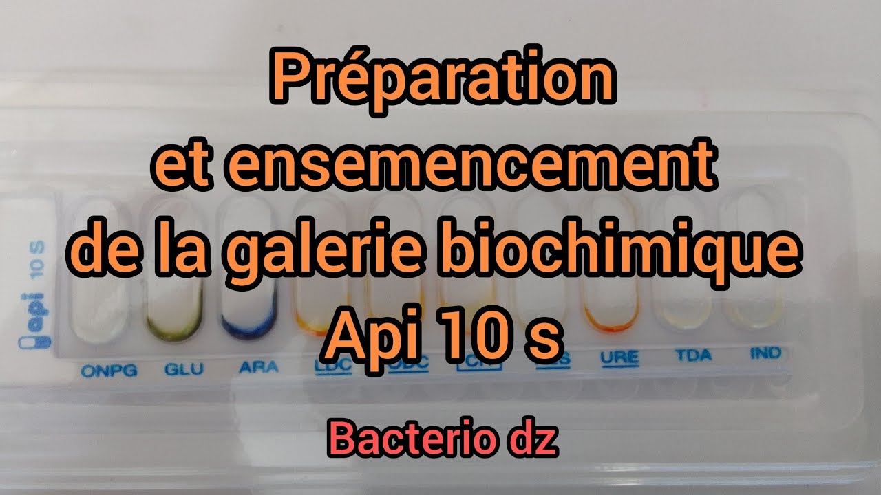 préparation et ensemencement de la galerie biochimique api 10s - YouTube