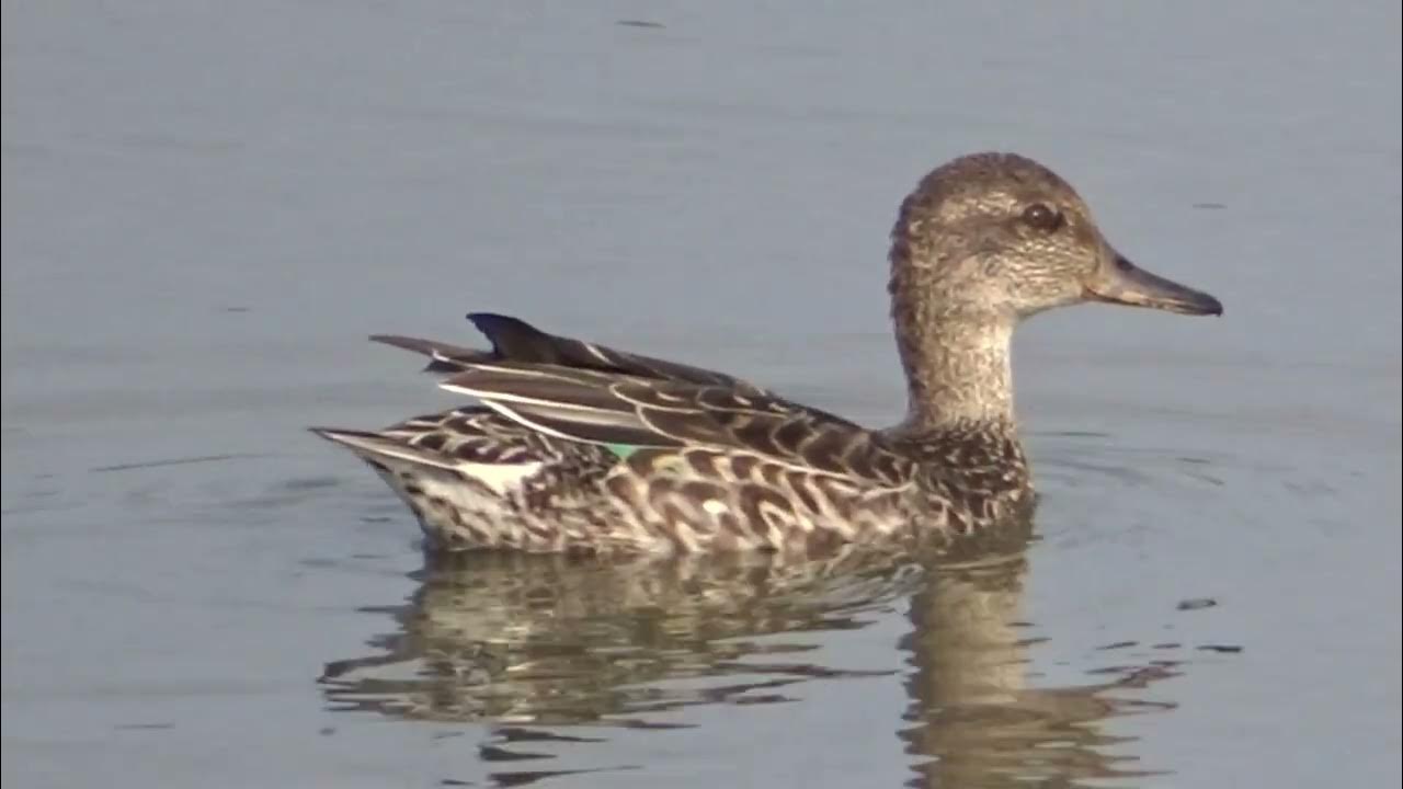 2024-08-22 (I) Naravni rezervat Izliv Soče - YouTube