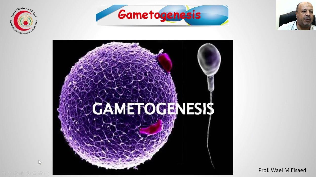 Embryology of Gametogenesis - YouTube
