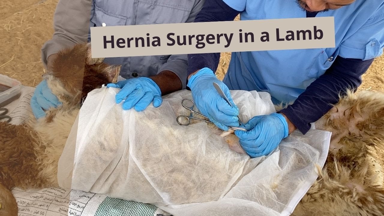 Hernia Surgery in a Lamb - YouTube