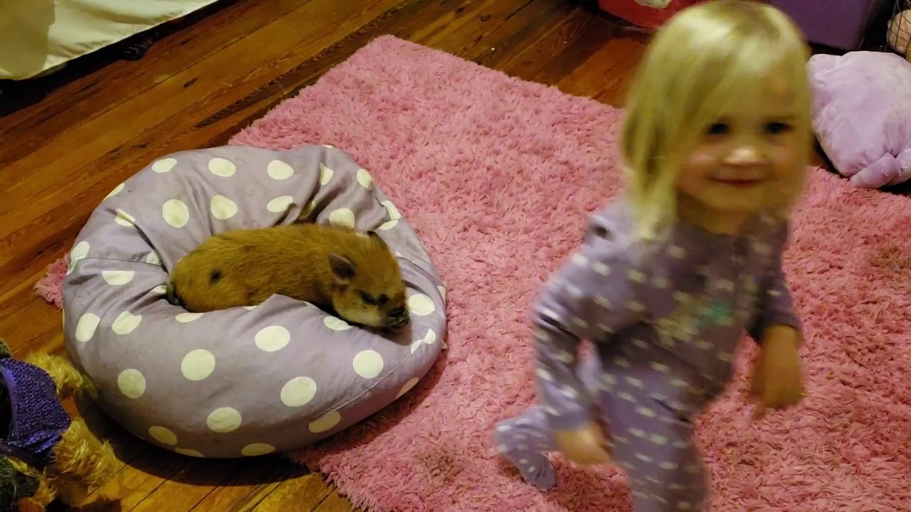 Mini Pig Spins in Circles - YouTube