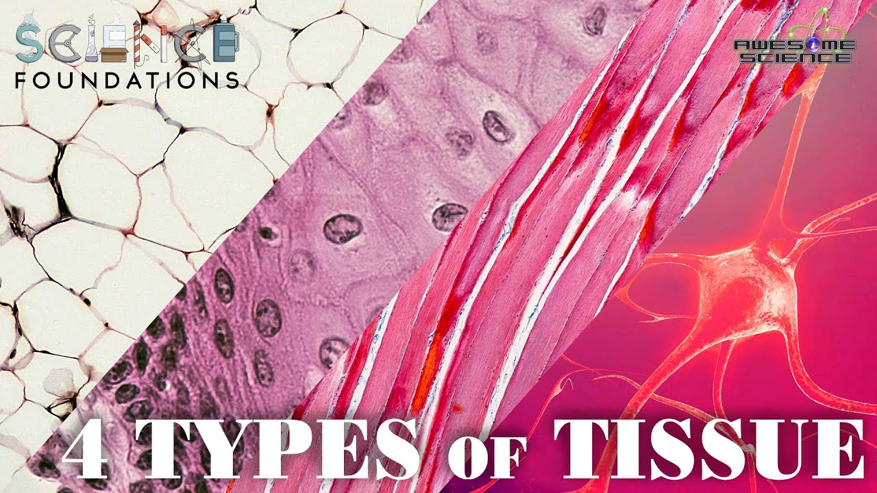 The Four Types of Tissue | Science Foundations - YouTube