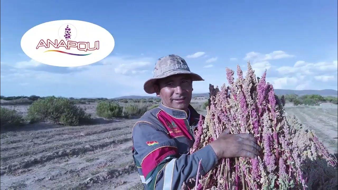 ANAPQUI - Empresa productora de la mejor quinua real orgánica en el mundo. - YouTube