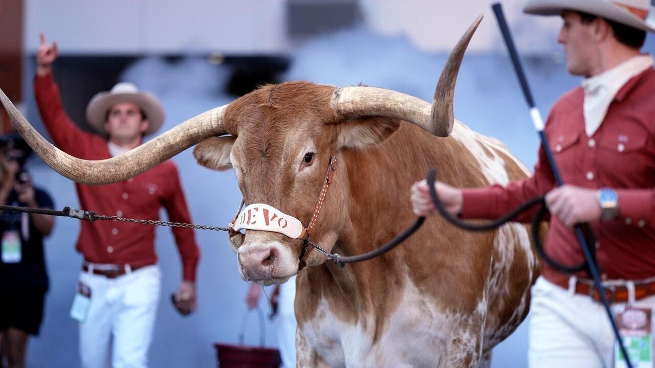 Texas mascot Bevo not traveling to SEC Championship game - YouTube