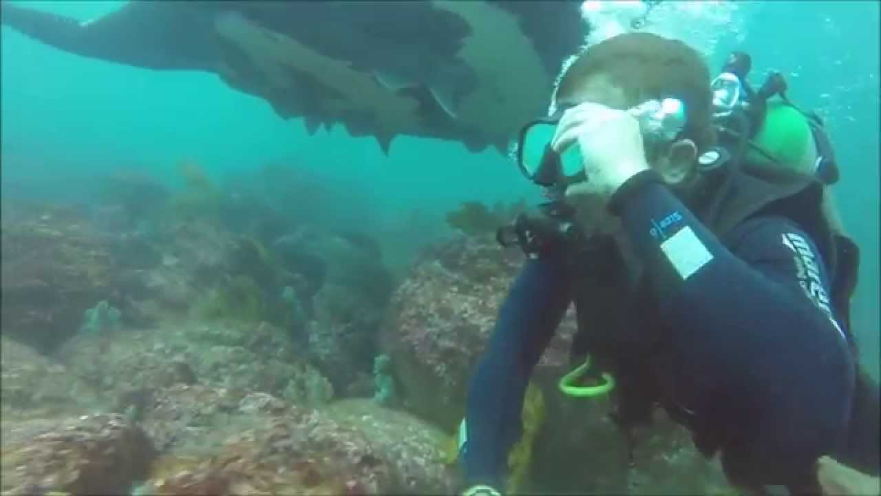 Buceo con Mantas gigantes Ecuador - Bajo Cope - YouTube