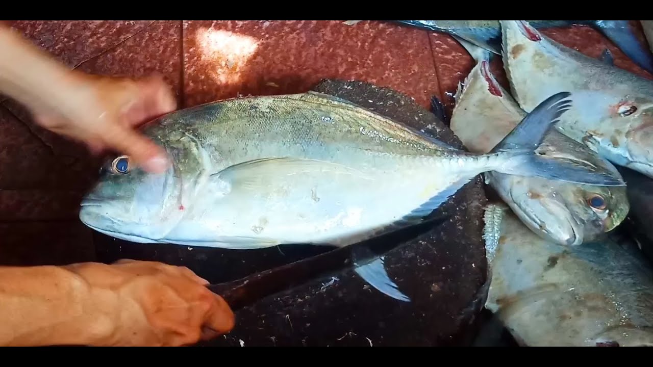 Skills Master Pemotong Ikan Cepat Dengan Parang Tertajam Di Dunia