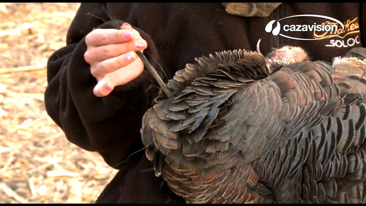 Caza de pavos y vida silvestre - YouTube