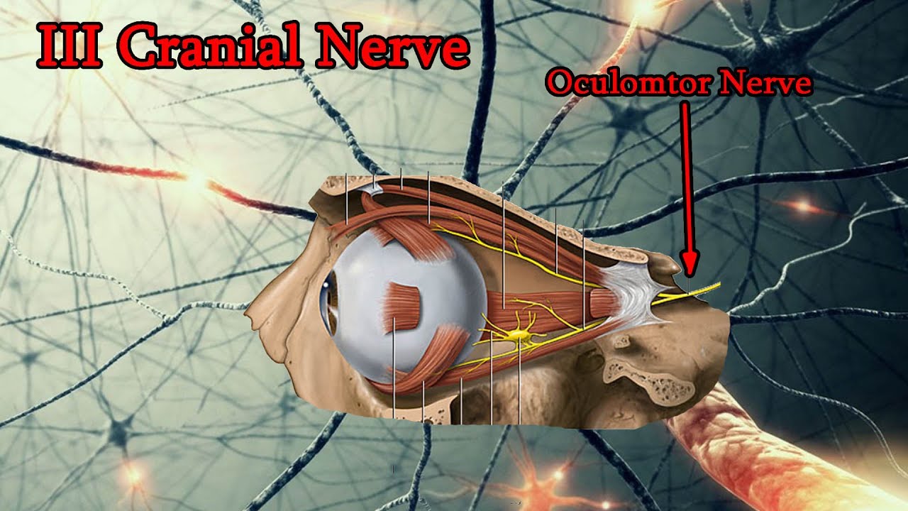 Cranial Nerve Palsy Cranial Nerve Palsy