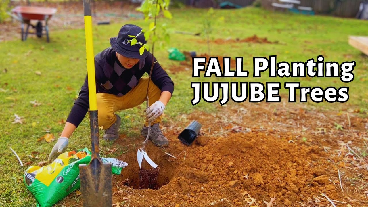 How to plant jujube tree in the Fall. Sugar cane, ga-866, shanxi li ...