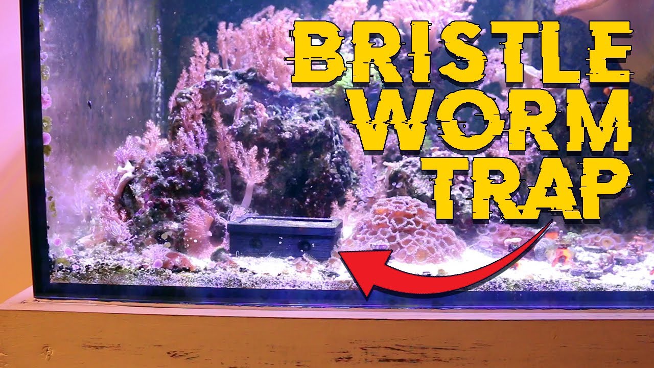 BRISTLE WORM TRAP by Printed Reef - YouTube