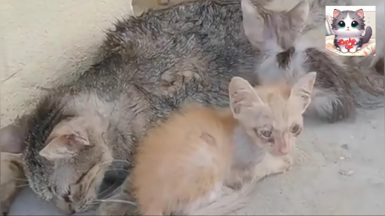 Rescue a Starved Mother Cat and Her Kittens from the Scorching Sun to a ...