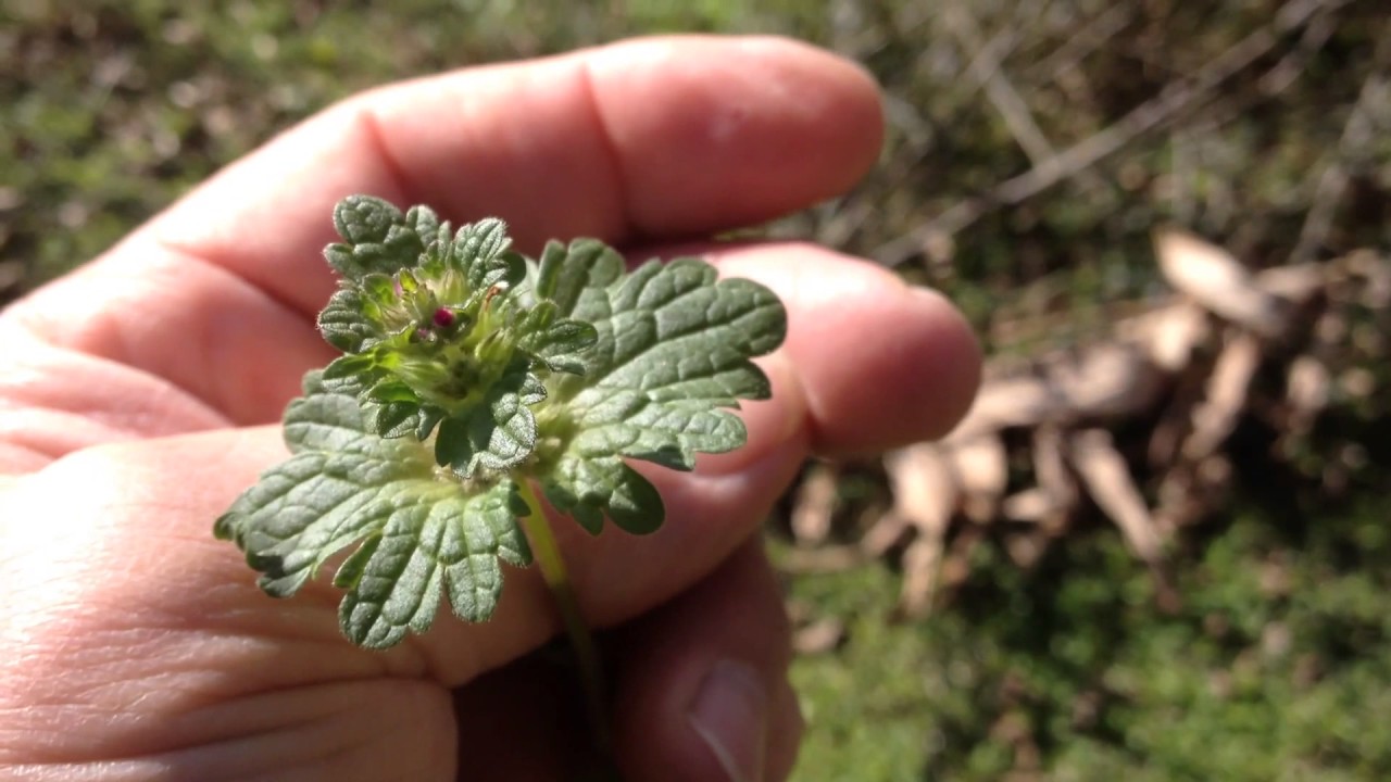Wild Edible Plant Foraging, Henbit - YouTube