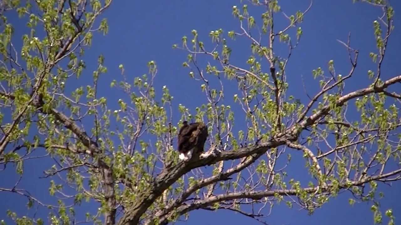 BLUE JAY FIGHTING A BALD EAGLE ! more at 1:25 - YouTube