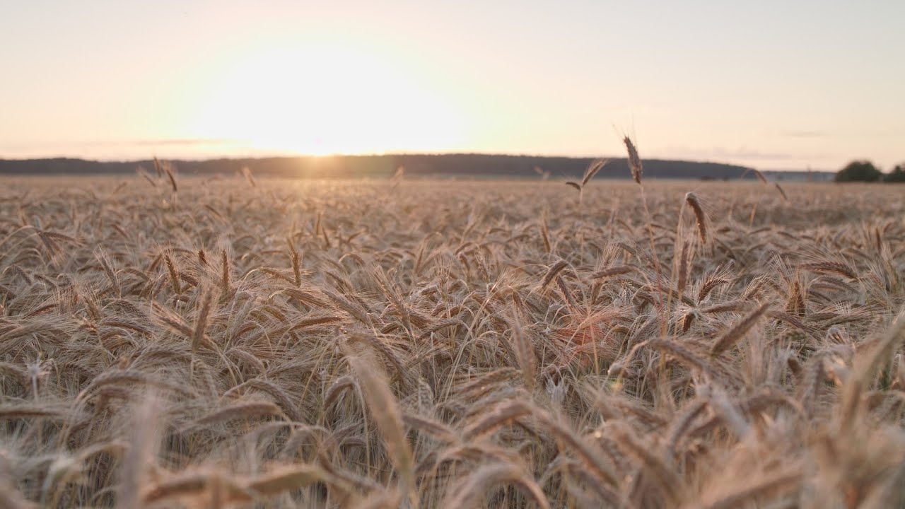 4920. Rågfält (Rye field) Stock Footage Video - YouTube