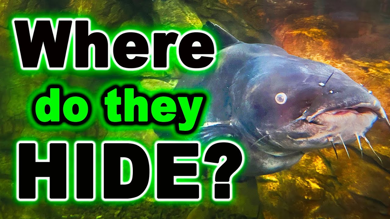 Catching Catfish in the Summer Heat - YouTube