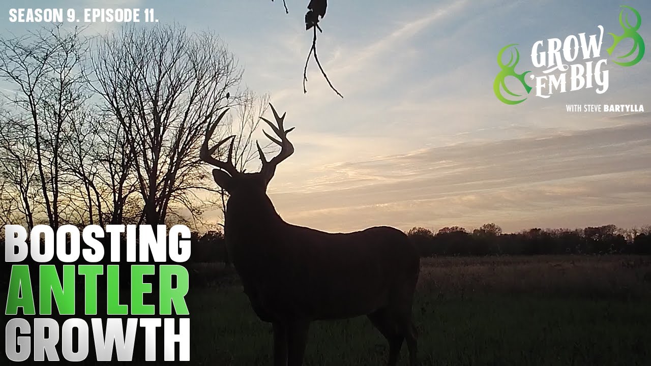 Boosting Antler Growth - YouTube