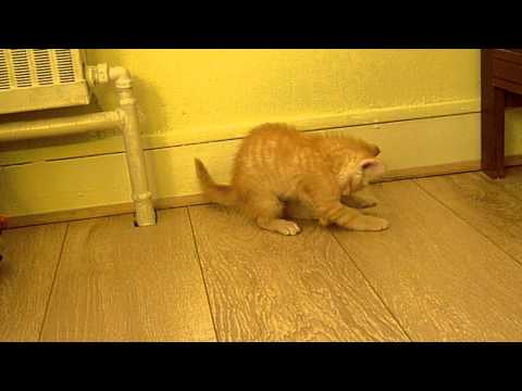 Guanaco le roi de la glisse ! (chaton à adopter avec l'Association SOLANA