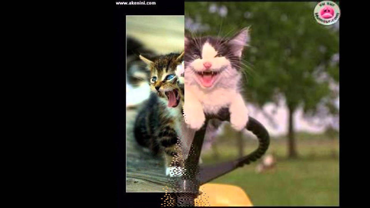 chat qui rigole - YouTube