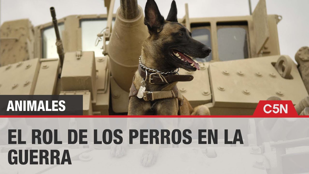 La IMPACTANTE HISTORIA de los PERROS y la GUERRA - YouTube