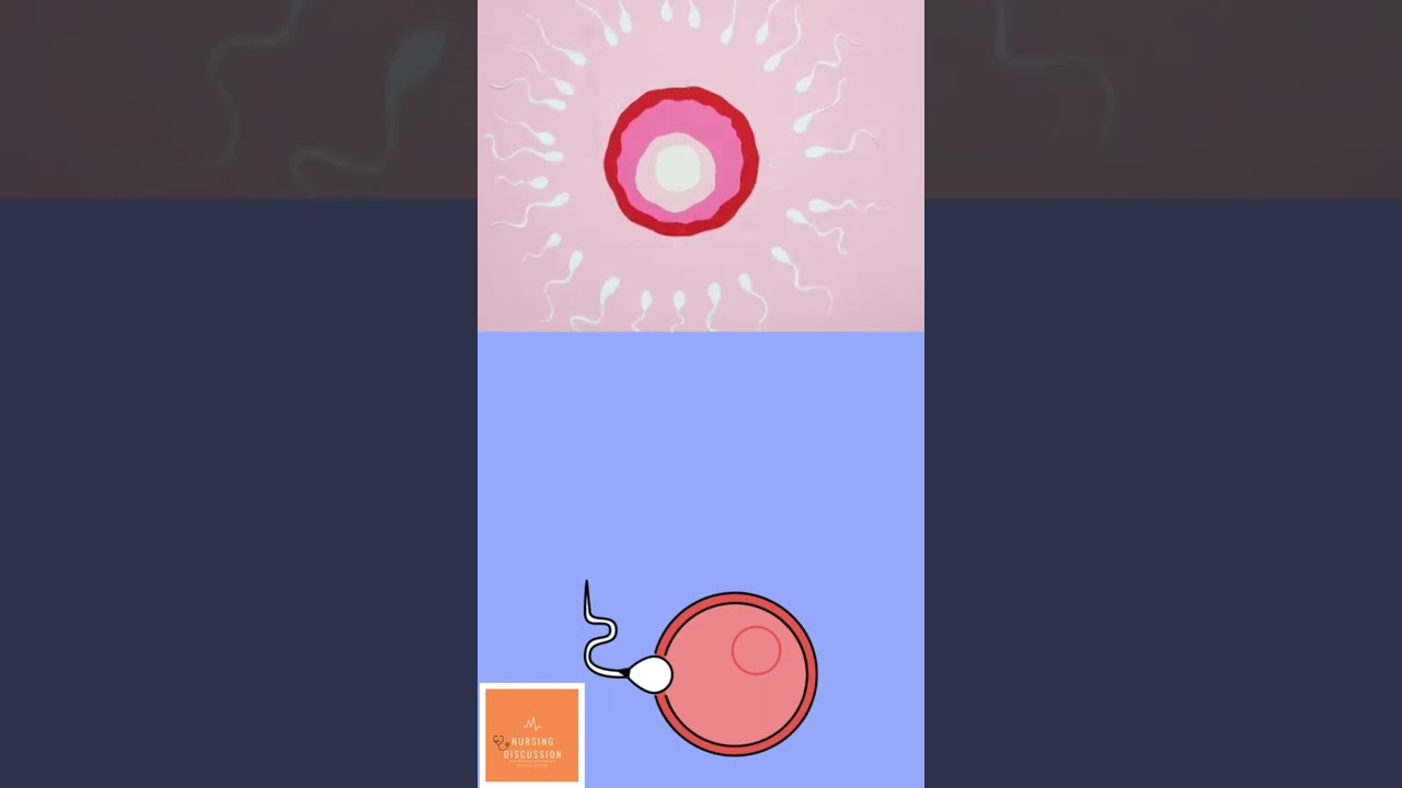 Fertilization || Animation || how Fertilization occurs || #Medicos ...