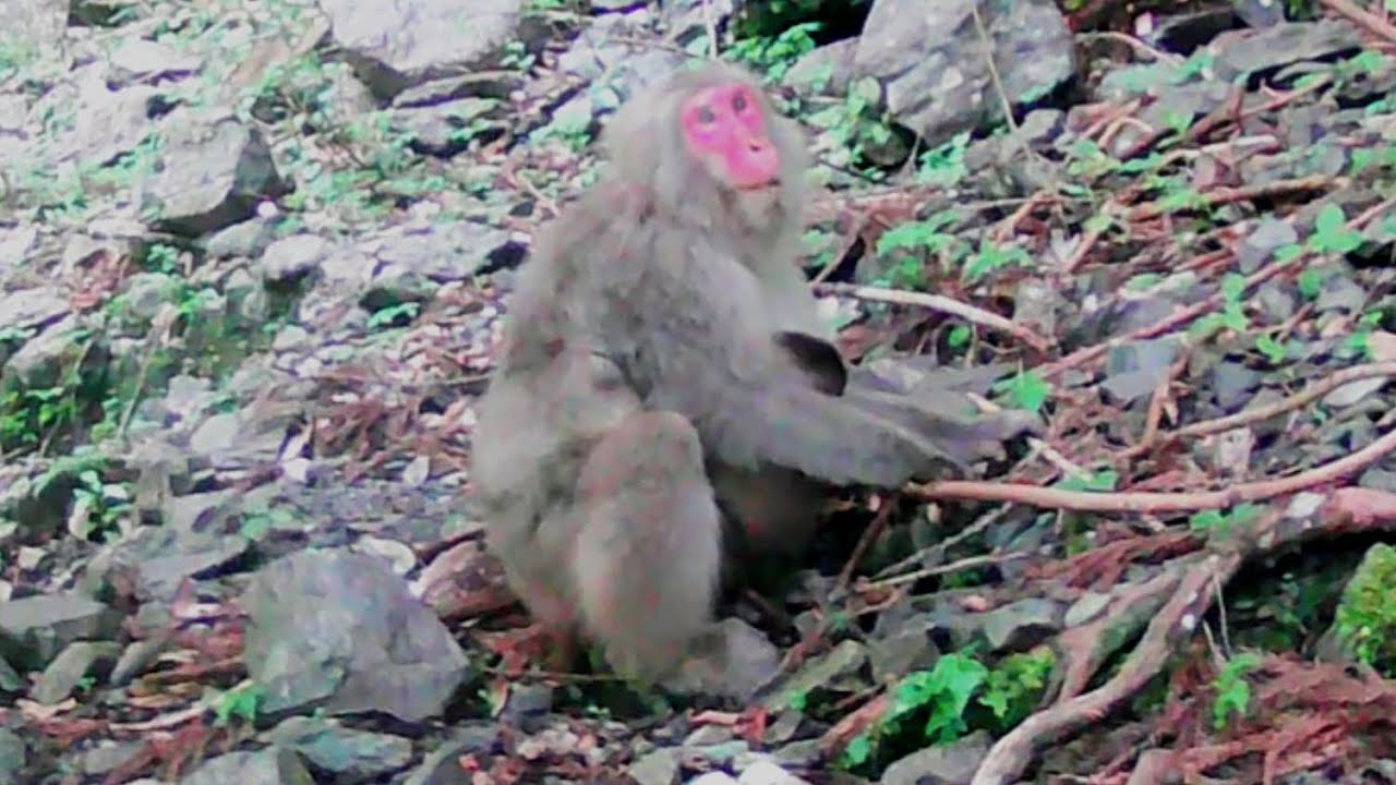 Trail Cam Chronicles: Japanese Monkeys in the Satoyama - YouTube