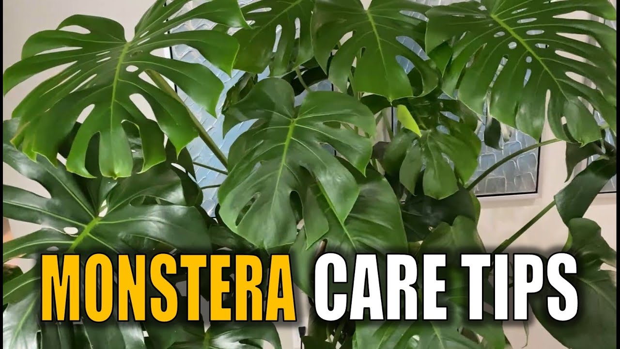 7 MONSTERA Plant Care Tips You Need to KNOW : Monstera Deliciousa - YouTube