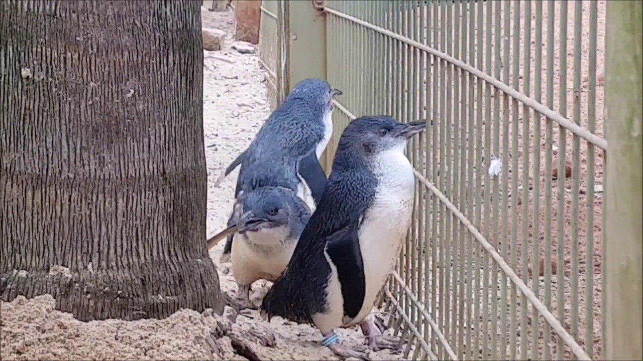 The Fairy Penguin Parade on Phillip's Island in Melbourne Australia ...