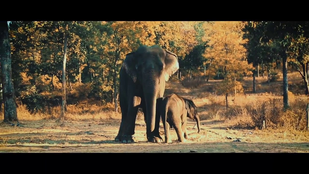 MPT Bison Resort, Madhai - YouTube