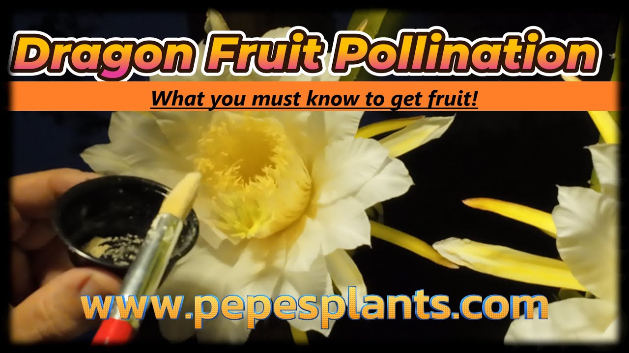 Tips for Successful Dragon Fruit Pollination - Natural Mystic - YouTube