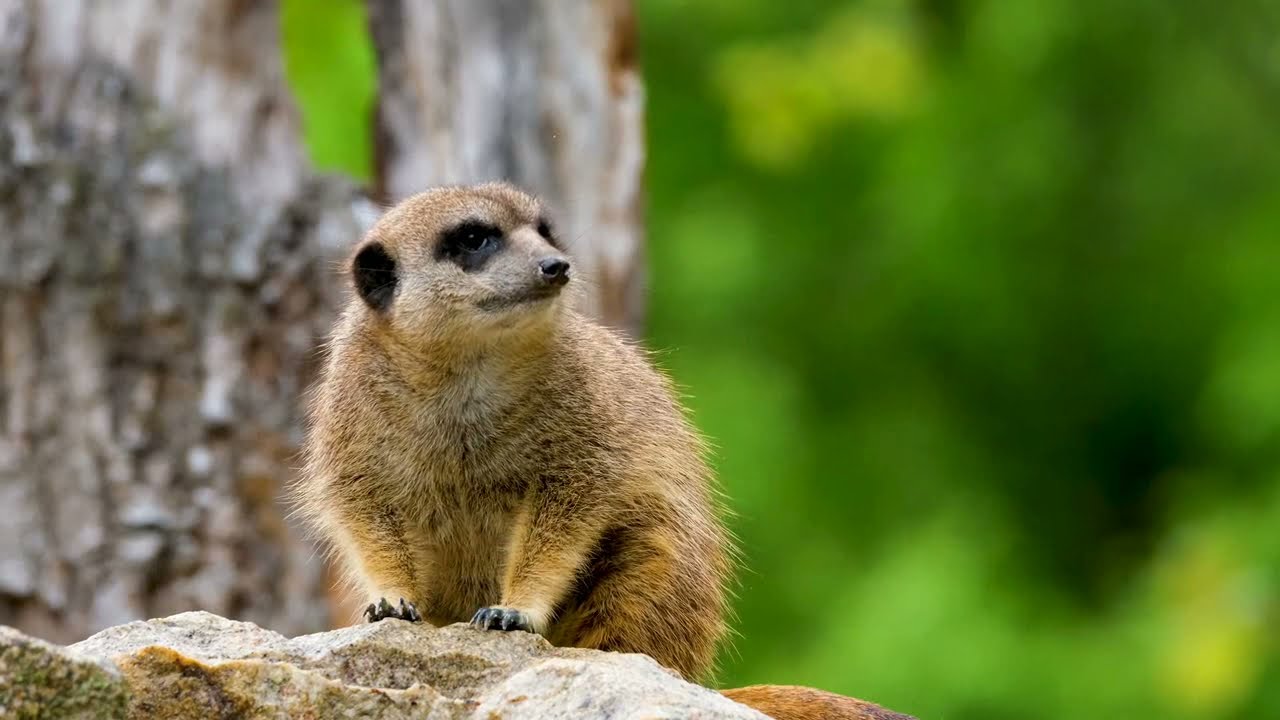 Vest Vieo ,Gilahari , Parrot and Birds - YouTube