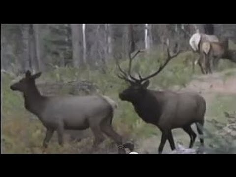 Elk Hunting on the White Mountain Apache Reservation - Herman Myer ...