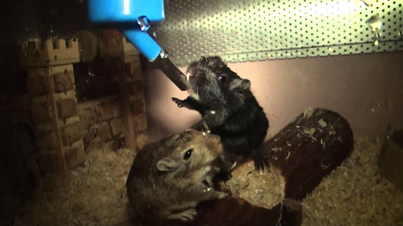Gerbil-fight - YouTube