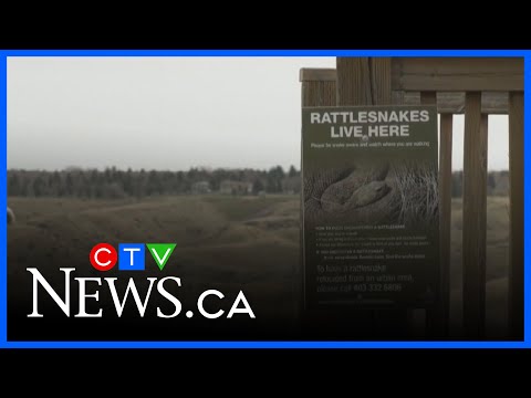 Lethbridge's first snakes of the season spotted; caution advised