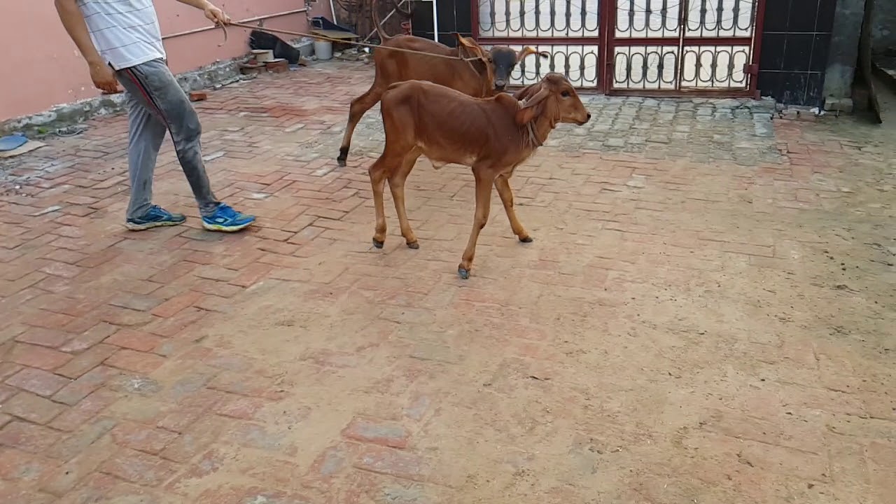 Gir Cow calf playing - YouTube